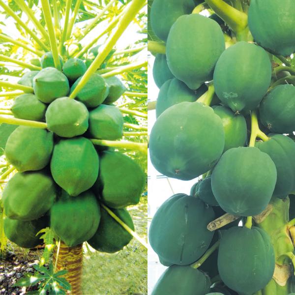 ●セット内容：F1マンゴーパパイヤ 1株、F1ベジキング 1株●商品情報：パパイア科の多年生植物。アメリカ大陸の熱帯地域が原産。F1マンゴーパパイヤ：果重約1kgの果実は、熟すとまるでマンゴーのようなとろける食感で美味! 樹高が約1mと矮性...