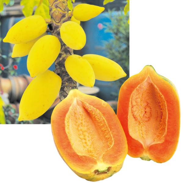 ●セット内容：ゴールデンパパイヤ 1株、ウルトラ種なしフルーツパパイヤ 1株●商品情報：パパイア科の多年生植物。アメリカ大陸の熱帯地域が原産。ゴールデンパパイヤ：果長10〜20cm、果径6〜7cmの細長いパパイヤは、始めから黄色く、レモン色...