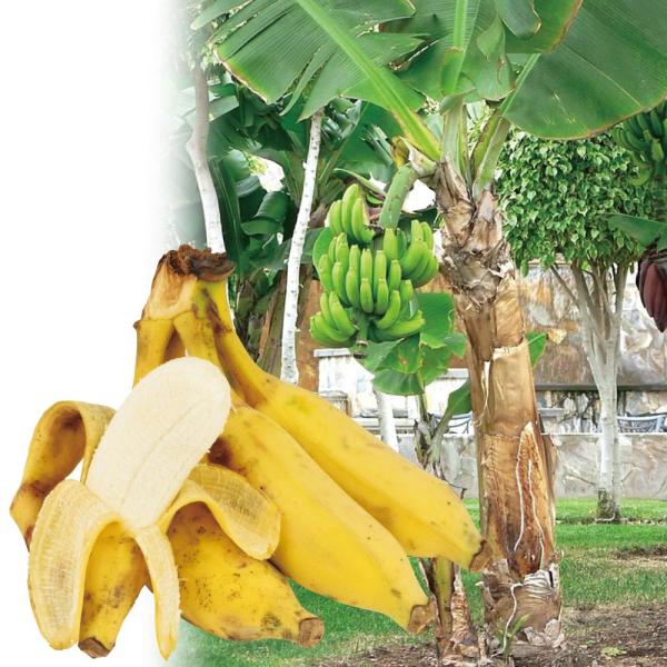 ●商品情報：大げさではなく、「こんなバナナがあったのか! ?」と感じられる絶品バナナ!! 平均糖度27度、最高糖度は驚愕の35度越えの甘味と、それを爽やかに包み込む絶妙なバランスの酸味がまるで完成されたスイーツのよう。もっちりとした高密度な...