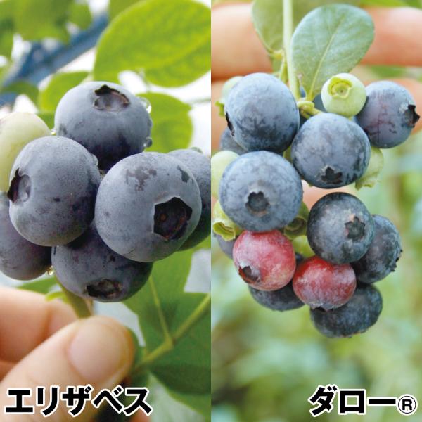 ●セット内容：エリザベス 挿木3年生苗 1株、ダローR 挿木3年生苗 1株●商品情報エリザベス：超大粒ブルーベリー!! 糖度約１5度と高く、風味良い果肉は、大変美味。晩生の半直立性品種。ダロー：大粒で豊産性のブルーベリー! 甘酸のバランス良...