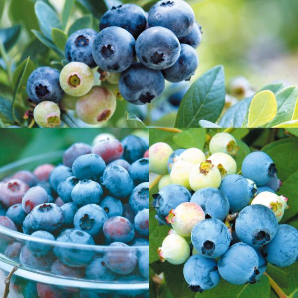 ●セット内容：サンシャインブルー 挿木3年生 1株：サンプソン 挿木3年生 1株、ジュエル外 挿木3年生 1株●商品情報サンシャインブルー：甘くて美味しい中〜大粒。鉢植えにもオススメ。開張性。サンプソン：大粒〜極大粒果がたくさんとれる豊産性...