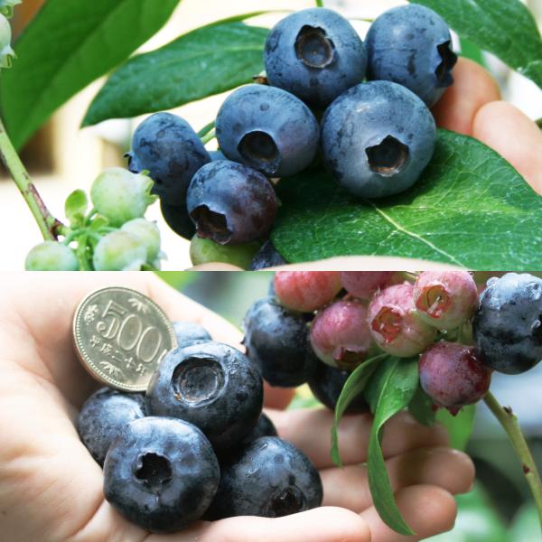 ●セット内容：チャンドラ接木1年生苗 1株、スパルタン(R)接木1年生苗 1株●商品情報チャンドラ：「最大500円玉サイズになる幻のブルーベリー」と話題に。しかも美味! スパルタン：大変甘味強く美味しい早生種!  収穫後期まで大粒ブルーベリ...