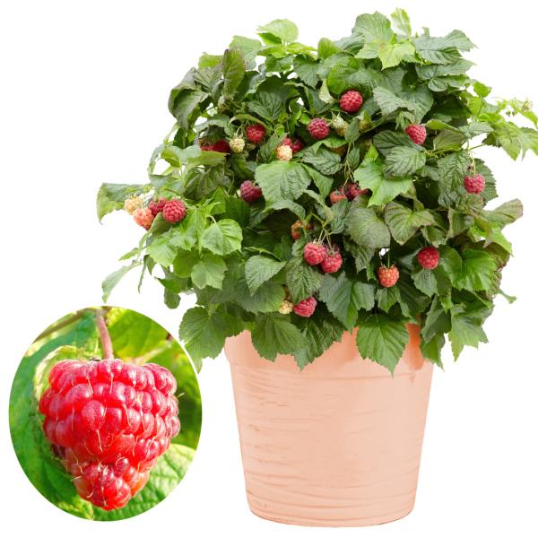 ●商品情報：放っておいても自然と樹高が50cm程にまとまる超矮性品種。トゲも少なく管理が簡単なので、鉢やプランターに植え、ベランダや玄関などの狭い場所でも、甘酸っぱくて美味しいラズベリーが楽しめます! 果実にはアントシアニンや抗酸化物質が豊...