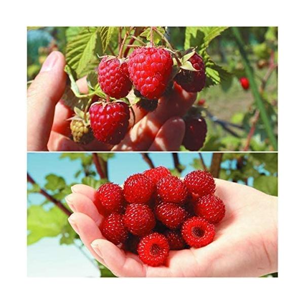 ●セット内容：ヒンボートップ　1株、ウルトララズベリー超大王(HARA-Rasp 品種登録出願中)　1株●商品情報ヒンボートップ：2季なりラズベリー。ウルトララズベリー超大王：支柱がなくても倒伏しない、直立性のラズベリー。●お届け状態：挿木...