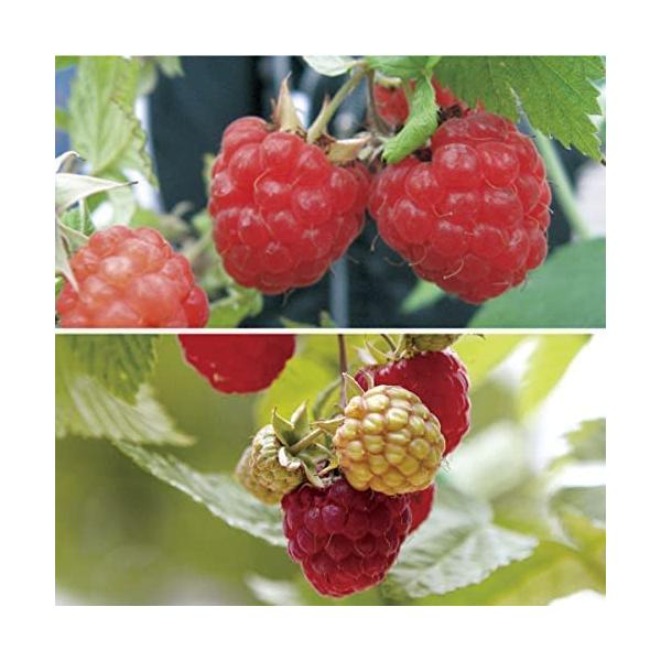 ●セット内容：グレンアンプル　1株、グレンモイ　1株●商品情報グレンアンプル：従来種の約1.5倍の大実ラズベリー。食味抜群で収穫期間が長く豊産!!  トゲなしです。グレンモイ：従来種より風味良く大実!  アブラムシ抵抗性で育てやすいトゲなし...