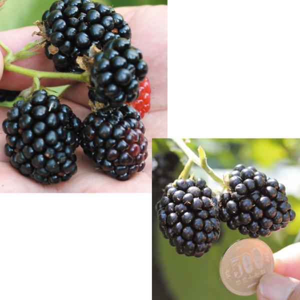 ●セット内容：あみ　1株、トリプルクラウン　1株●商品情報あみ：グレープジュースのような味で美味しいブラックベリー。最大果重16g（平均12〜13g）と超大粒。トリプルクラウン：大粒・甘い・トゲなしの三冠を誇る大人気ブラックベリー。●お届け...