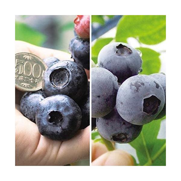 ●セット内容：チャンドラ挿木2年生苗 1株、エリザベス挿木2年生苗 1株●商品情報チャンドラ：「最大500円玉サイズになる幻のブルーベリー」と話題に。しかも美味!エリザベス：超大粒ブルーベリー!! 糖度約１5度と高く、風味良い果肉は、大変美...