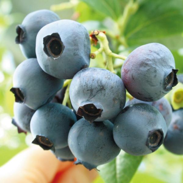 ●商品情報：糖度が約13度と高く甘くて風味最高! 最大で3gになる大粒になるブルーベリー。サザンハイブッシュ系の中で最早生品種。豊産性。●お届け状態：挿木3年生ポット苗●分類：落葉〜半常緑樹●系統：サザンハイブッシュ系●生長後の樹高(約)：...