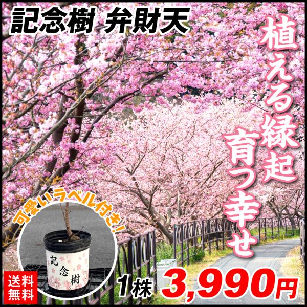 ●商品情報：桜は、古くから日本人の心に寄り添い、節目や門出を彩ってきた特別な樹木です。この桜の苗木は、入学・卒業、誕生、結婚、創立記念など、人生や地域の大切な節目を祝う「記念樹」としておすすめしています。小さな苗木が年月とともに成長し、やが...