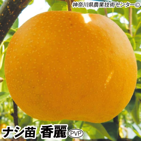 ●商品情報：神奈川県秘蔵の美味ナシ!! 「幸水」より約半月ほど早く収穫可能な極早生ナシ! 糖度約12.7度と甘味が強く、果重約413gと極早生としては極めて大玉。「幸水」に引けを取らない優秀ナシ。また、収穫適期の判断がしやすく、完熟果は果皮...