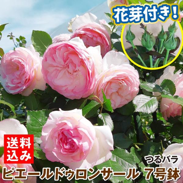 ●学名・英名：Rosa Pierre de Ronsard●商品情報：7号鉢のつるバラを花芽つきでお届けします。そのままの状態でお楽しみいただけます。「ピエールドゥロンサール」は世界バラ会連合殿堂入りしたつるバラの銘花! 多花性でアーチやポ...