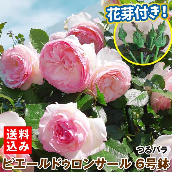 ●学名・英名：Rosa Pierre de Ronsard●商品情報：6号鉢のつるバラを花芽つきでお届けします。そのままの状態でお楽しみいただけます。「ピエールドゥロンサール」は世界バラ会連合殿堂入りしたつるバラの銘花! 多花性でアーチやポ...