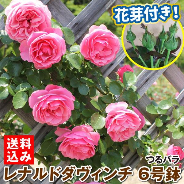 ●学名・英名：Rosa Leonardo da Vinci●商品情報：6号鉢のつるバラを花芽つきでお届けします。そのままの状態でお楽しみいただけます。「レオナルドダヴィンチ」は病気に強く強健で、初心者にオススメ!! 形良い大輪花は花もち良好...