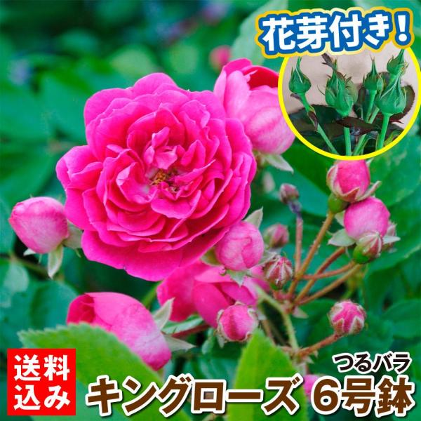 ●学名・英名：Rosa King Rose●商品情報：6号鉢のつるバラを花芽つきでお届けします。そのままの状態でお楽しみいただけます。「キングローズ」は株を覆うほど花が咲き乱れる多花性のつるバラ。鮮やかな赤〜赤紫の花色で、お庭を華やかに彩り...