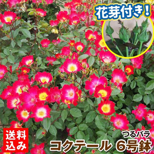●学名・英名：Rosa Cocktail●商品情報：6号鉢のつるバラを花芽つきでお届けします。そのままの状態でお楽しみいただけます。「コクテール」は一重の赤つるバラの代表。耐病性に優れ、花つき抜群!! 誘引しやすい。●お届け状態：6号(直径...
