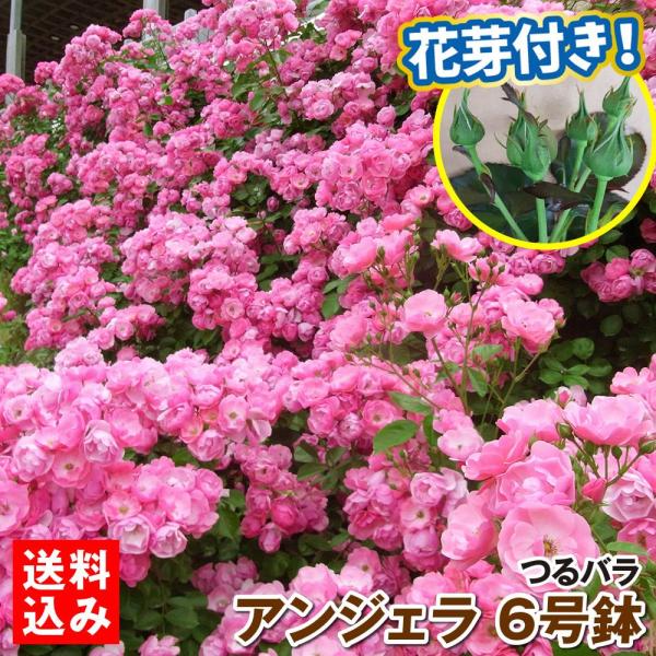 ●学名・英名：Rosa Angela●商品情報：6号鉢のつるバラを花芽つきでお届けします。そのままの状態でお楽しみいただけます。「アンジェラ」は初心者の方におススメの丈夫で育てやすい超強健つるバラ。ころんとした濃桃の花を房状にたくさん咲かせ...