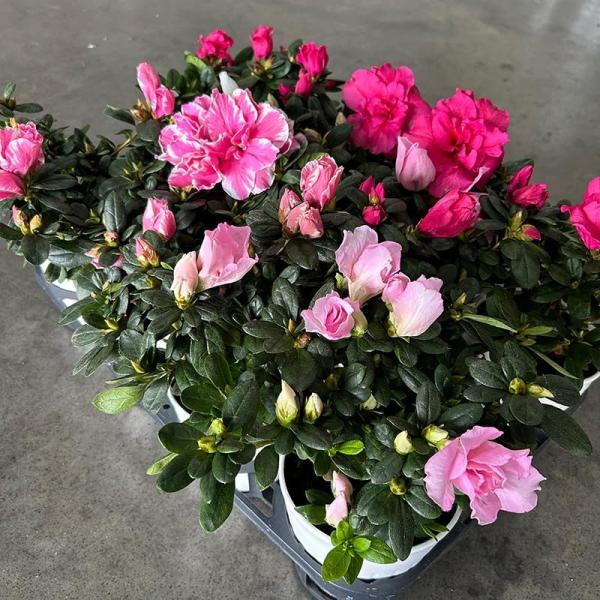 ●商品情報大阪府の国華園和泉本店では全国各地の市場や生産地から入荷した新鮮な花や切花・観葉植物等を特別価格で販売中です。入荷したての商品の中から担当者がオススメの花色や品種を厳選して発送します。   ●備考※画像は撮影時のものやイメージです...