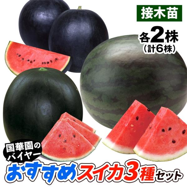 ●セット内容：ゴスペル 2株黒兵衛 2株ひとりじめ?BonBonリッチ 2株●商品情報：●お届け状態：接木9cmポット苗●備考：※接木苗、特にウリ科植物(ゴーヤ・キュウリ・メロン・スイカ)は、台木から伸びる芽を注意して確認し、かき取って下さ...