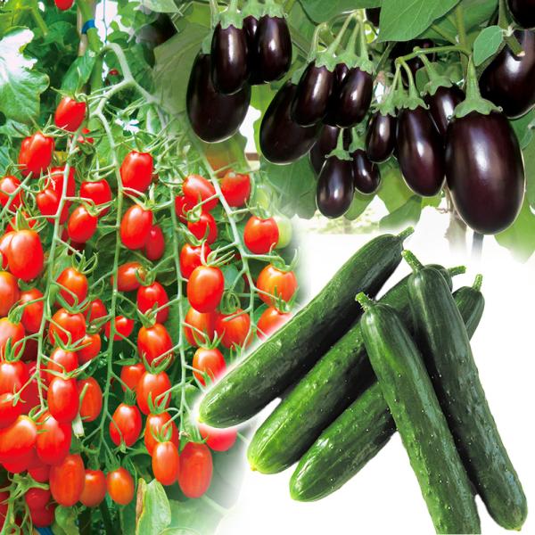 ●セット内容：ミニトマト・F1たわわクリスタル 2株小ナス・F1鈴なりむすめ 2株キュウリ・F1なるたろう 2株●商品情報：●お届け状態：接木9cmポット苗●備考：※接木苗、特にウリ科植物(ゴーヤ・キュウリ・メロン・スイカ)は、台木から伸び...