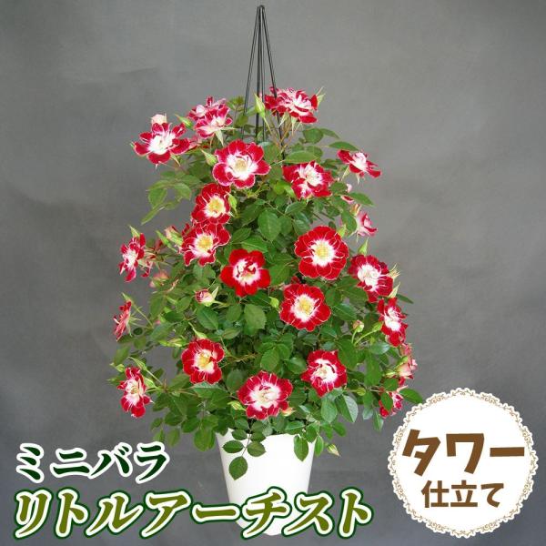 ●学名・英名：Rosa hybrids Little Artist●商品情報：タワーのように仕立てられたミニバラ。届いたままの状態でお楽しみいただけます。ギフトにも喜ばれます。「リトルアーチスト」は紅白の華やかなミニバラです。房咲きで花つき...