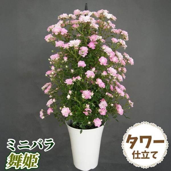●学名・英名：Rosa hybrids Maihime●商品情報：タワーのように仕立てられたミニバラ。届いたままの状態でお楽しみいただけます。ギフトにも喜ばれます。「舞姫」は柔らかい花色のミニバラです。房咲きで花つきよく、花もちも良い。耐病...