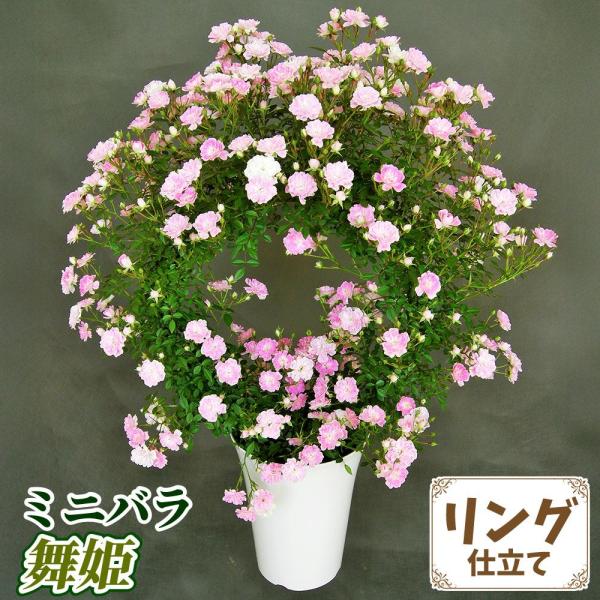 ●学名・英名：Rosa hybrids Maihime●商品情報：丸いリング状に仕立てられたミニバラ。届いたままの状態でお楽しみいただけます。ギフトにも喜ばれます。「舞姫」は柔らかい花色のミニバラです。房咲きで花つきよく、花もちも良い。耐病...