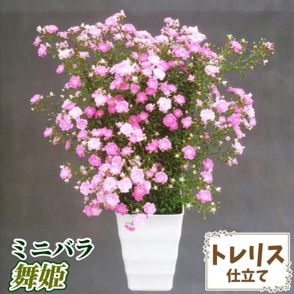 ●学名・英名：Rosa hybrids Maihime●商品情報：おしゃれなトレリス仕立てのミニバラ。届いたままの状態でお楽しみいただけます。ギフトにも喜ばれます。「舞姫」は柔らかい花色のミニバラです。房咲きで花つきよく、花もちも良い。耐病...