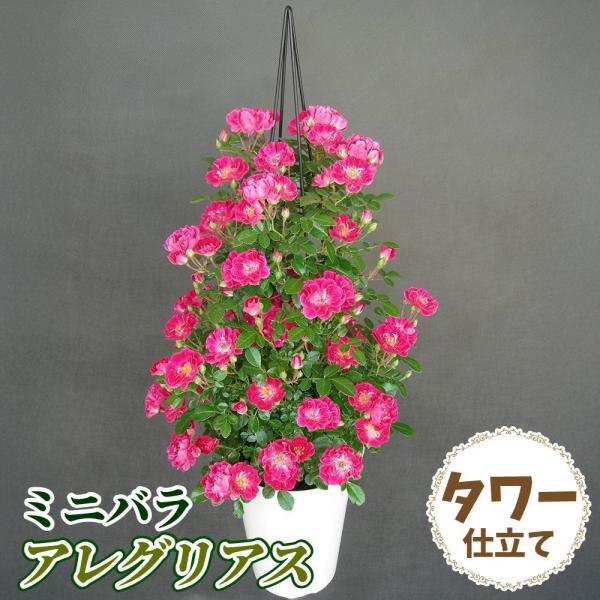 ●学名・英名：Rosa hybrids●商品情報：タワーのように仕立てられたミニバラ。届いたままの状態でお楽しみいただけます。ギフトにも喜ばれます。「アレグリアス」はキュートな花色のミニバラです。房咲きで花つきよく、花もちも良い。※お届け時...