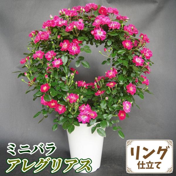 ●学名・英名：Rosa hybrids●商品情報：丸いリング状に仕立てられたミニバラ。届いたままの状態でお楽しみいただけます。ギフトにも喜ばれます。「アレグリアス」はキュートな花色のミニバラです。房咲きで花つきよく、花もちも良い。※お届け時...