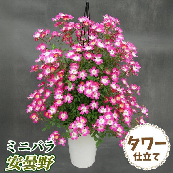 ●学名・英名：Rosa hybrids●商品情報：タワーのように仕立てられたミニバラ。届いたままの状態でお楽しみいただけます。ギフトにも喜ばれます。「安曇野」は愛らしい桃白のミニバラです。房咲きで花つきが素晴らしく、とっても可愛らしい! 耐...