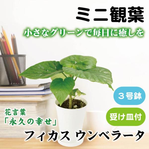 ●商品情報お洒落な観葉植物！受け皿付きで水やりも安心！お部屋にグリーンを取り入れて、癒しの空間を！●鉢サイズ：3号鉢●備考：受け皿付き※画像はイメージです。葉つきや枝ぶりなどは画像と異なります。
