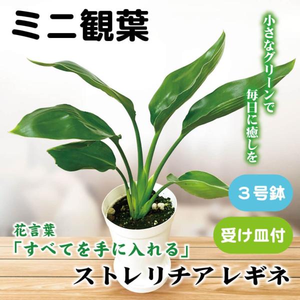 ●商品情報お洒落な観葉植物！受け皿付きで水やりも安心！お部屋にグリーンを取り入れて、癒しの空間を！●鉢サイズ：3号鉢●備考：受け皿付き※画像はイメージです。葉つきや枝ぶりなどは画像と異なります。