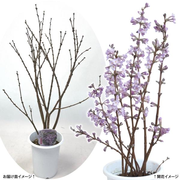 ●商品情報：今年開花予定! 蕾付き苗です。長寿桜は、まだ葉のない時期から、淡く香りのある薄紫色の小花を咲かせます。桜ではなく沈丁花の仲間で、別名フジモドキ。長期間開花!●お届け状態：4号鉢苗●分類：落葉樹●開花期：3〜4月●生長後の樹高(約...