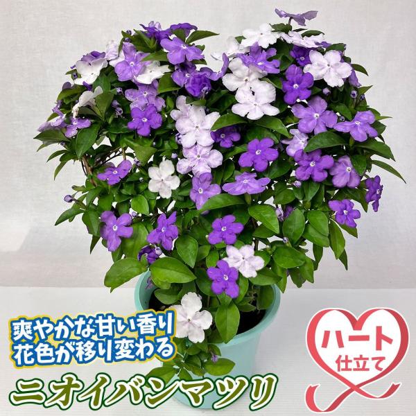 ●学名・英名：Brunfelsia latifolia●商品情報：可愛らしいハート形に仕立てられたニオイバンマツリ。しばらくは届いたままの状態でお楽しみいただけます。ギフトにも喜ばれます。ニオイバンマツリは咲き始めは青花で徐々に白花に変わっ...