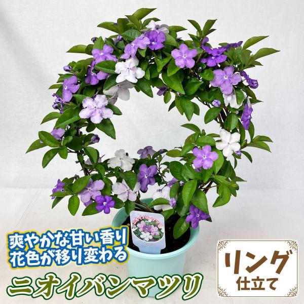 ●学名・英名：Brunfelsia latifolia●商品情報：丸いリング状に仕立てられたニオイバンマツリ。しばらくは届いたままの状態でお楽しみいただけます。ギフトにも喜ばれます。ニオイバンマツリは咲き始めは青花で徐々に白花に変わっていく...