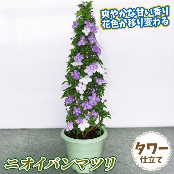 ●学名・英名：Brunfelsia latifolia●商品情報：タワーのように仕立てられたニオイバンマツリ。しばらくは届いたままの状態でお楽しみいただけます。ギフトにも喜ばれます。ニオイバンマツリは咲き始めは青花で徐々に白花に変わっていく...