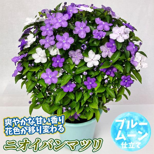 ●学名・英名：Brunfelsia latifolia●商品情報：満月のように丸く仕立てられたニオイバンマツリ。しばらくは届いたままの状態でお楽しみいただけます。ギフトにも喜ばれます。ニオイバンマツリは咲き始めは青花で徐々に白花に変わってい...