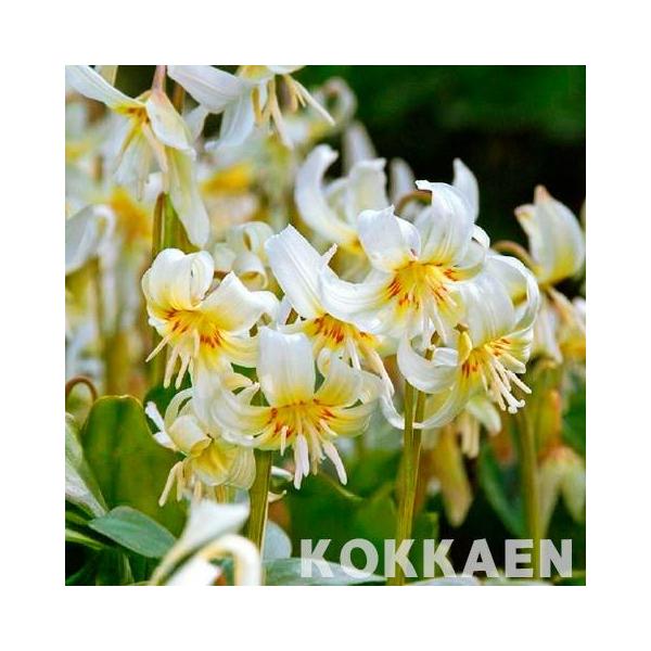●学名・英名：Erythronium californicum‘White beauty’●商品情報：クリーム色がかった白花が愛らしい西洋カタクリ。日本カタクリに比べ大型で、丈夫なので育てやすい。ユリ科。※観賞用で食用ではございません。絶対...
