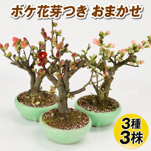 ●学名・英名：Chaenomeles●商品情報：春を華やかに彩るボケの花。花芽が付いた状態でお届けするので、そのままお楽しみいただけます。お花が咲いている間は、室内でも栽培可能。品種名付でお届けします。新潟産。バラ科。●お届け状態：12cm...