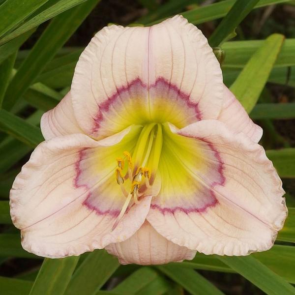 ●学名・英名：Hemerocallis cv.‘Siloam David Kirchhoff’●商品情報：ヘメロカリスはギリシャ語で「1日の美」を意味し、英名で「デイリリー」と呼ばれる花で、ユリの花に似ています。一つの花はたった1日の観賞で...