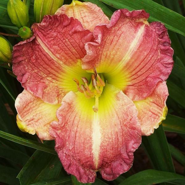 ●学名・英名：Hemerocallis cv.‘Tuscawilla Taj Mahal’●商品情報：ヘメロカリスはギリシャ語で「1日の美」を意味し、英名で「デイリリー」と呼ばれる花で、ユリの花に似ています。一つの花はたった1日の観賞ですが...