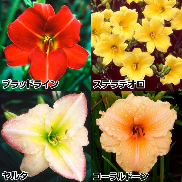 セット内容：ブラッドライン、ステラデオロ、ヤルタ、コーラルドーン 各1株●学名・英名：Hemerocallis cv.●商品情報：ヘメロカリスはギリシャ語で「1日の美」を意味し、英名で「デイリリー」と呼ばれる花で、ユリの花に似ています。一つ...