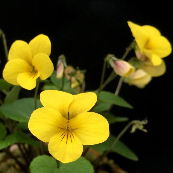 ●学名・英名：V. orientalis ●商品情報：九州阿蘇産のキスミレ。明るい黄花が華やか。夏は半日陰の涼しい場所で管理。スミレ科。●お届け状態：7.5cmポット苗●花期(約)：2-5月●草丈(約)：5-15cm●耐寒性：強●日照：日な...