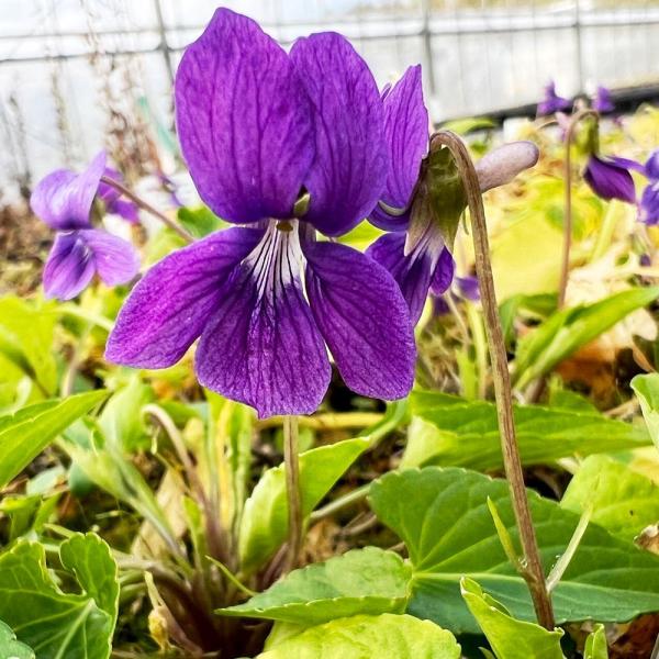 ●学名・英名：V.yedoensis var. pseudo-japonica●商品情報：沖縄など南西諸島に分布するノジスミレの変種。丈夫で育てやすいが霜には注意。別名「タイワンスミレ」。スミレ科。●お届け状態：7.5cmポット苗●花期(約...