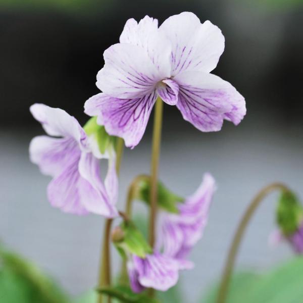 ●学名・英名：Viola mandshurica f.plena●商品情報：コモロスミレの色変わり変種で、八重咲種。白地に青紫の筋が浮かび上がる美しい花です。スミレ科。※栄養状態により一重咲きに戻ることもあります。●お届け状態：7.5cmポ...