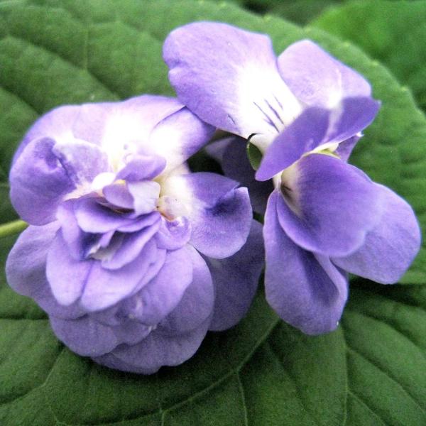 ●学名・英名：Viola Duchesse de Parme●商品情報：明青紫色の八重咲きのスミレ。花つきよく、香りも楽しめます。スミレ科。●お届け状態：7.5cmポット苗●花期(約)：2-5月●草丈(約)：5-15cm●耐寒性：強●日照：...