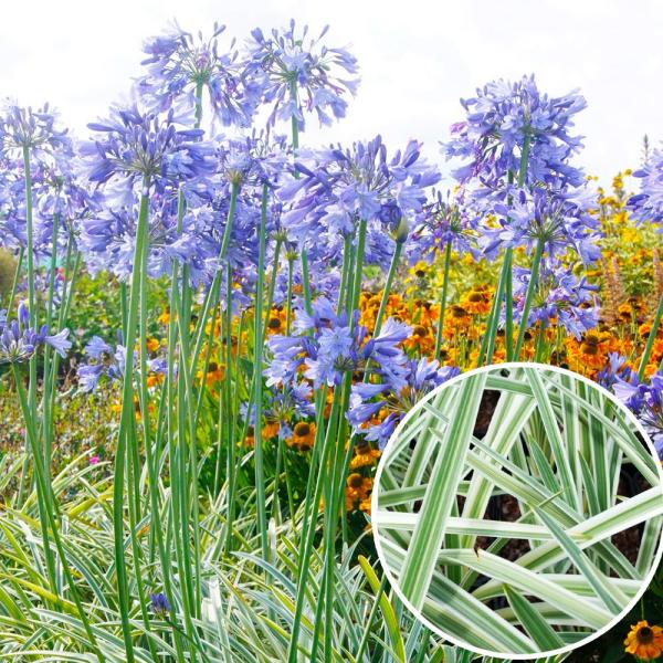 ●学名・英名：Agapanthus ‘Silver Moon’●商品情報：珍しい斑入り葉アガパンサス!! 葉にストライプ状に入る白色の斑に、爽やかな青紫花が良く映えます。RHSガーデンメリット賞受賞。ユリ科。※花後は斑が薄くなり、緑の葉にな...