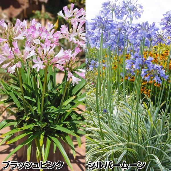 セット内容：ブラッシュピンク(品種登録出願中)、シルバームーン 各1株●学名・英名：Agapanthus●商品情報：世界初のピンク花アガパンサス「ブラッシュピンク」と珍しい斑入り葉アガパンサス「シルバームーン」のセット。ユリ科。●お届け状態...