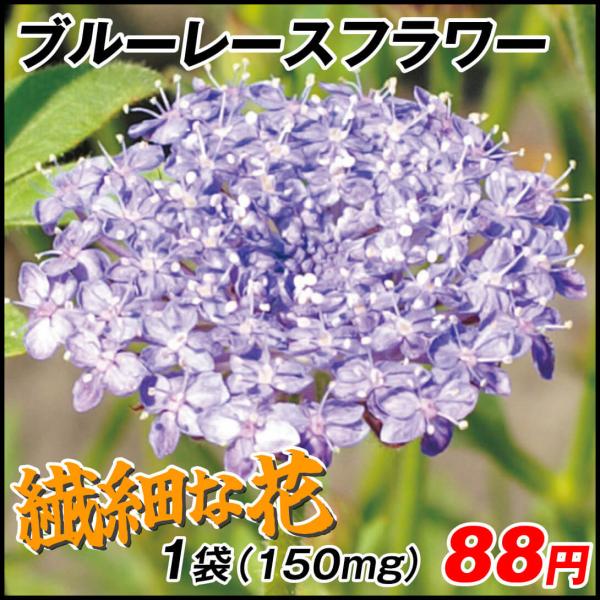 ●商品情報重宝する繊細な花   ●お届け状態種子   ●発芽適温(約)15〜20℃   ●分類1年草   ●開花期(約)5〜6月   ●草丈(約)50〜80cm   ●栽培適地庭・鉢   ●備考播種や植え付け後の栽培条件、天候等によりその結...