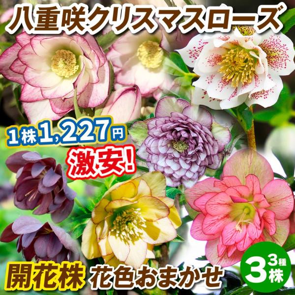 ●学名・英名：Helleborus●商品情報：冬から春先まで、趣ある花が楽しめるクリスマスローズ。その中でも豪華な八重咲種だけを集めた品種おまかせセットです。しかも、今回はすでに花芽をつけた開花株でお届けします!!送料込みで1鉢1,227円...